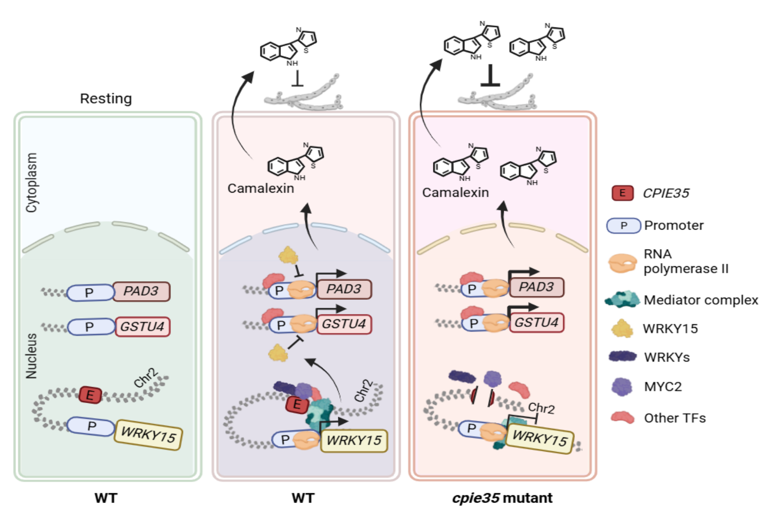 姜道宏教授团队揭示“增强子-启动子-转录因子”模块调控植物免疫稳态的新机制-农业微生物资源发掘与利用全国重点实验室